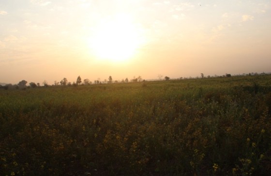 Tuar Dal and Sarso – Two amazing crops for Natural Farming | The Madman ...