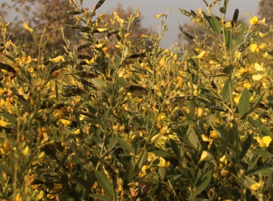 Tuar Dal and Sarso – Two amazing crops for Natural Farming | The Madman ...